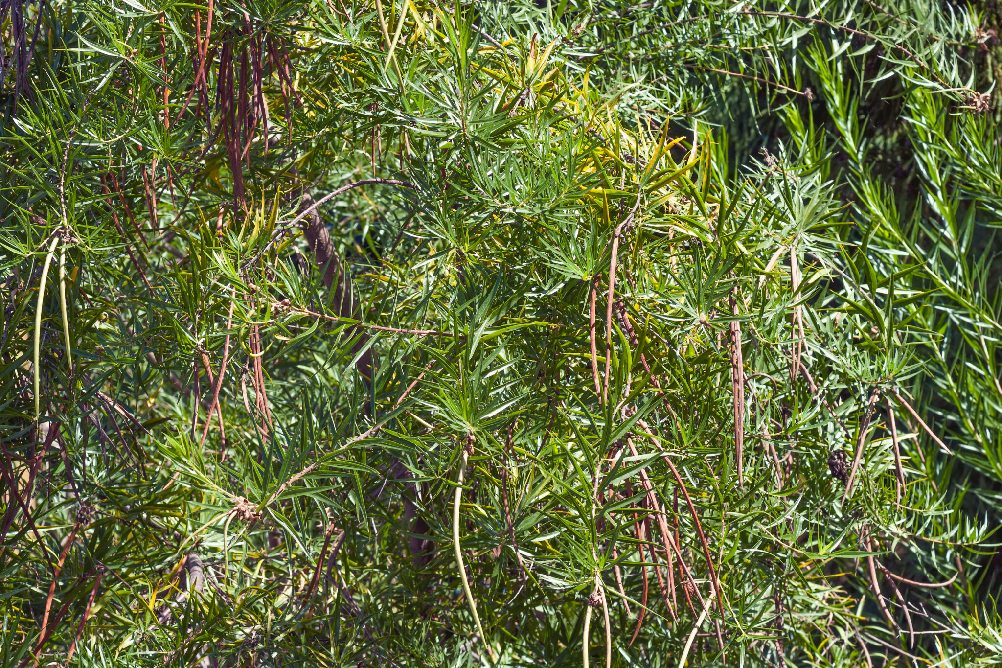 Desert Willow Tree- Pros and Cons Desert Willow Tree- Pros and Cons